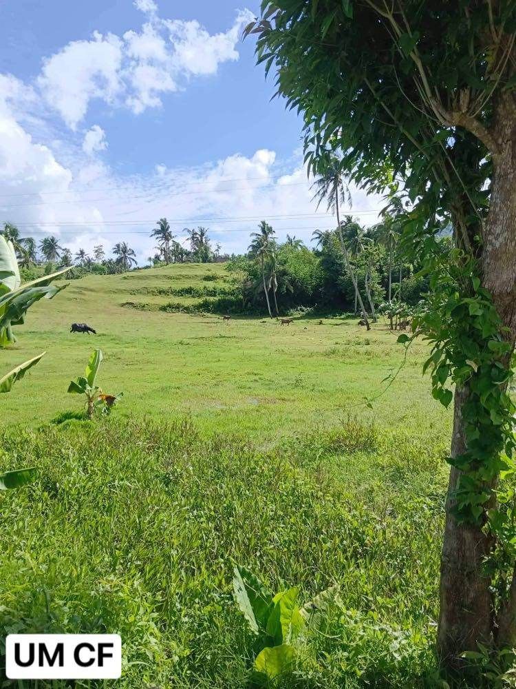 Land for Sale in Barili, Central Visayas for ₱31,824,000 | U2719600