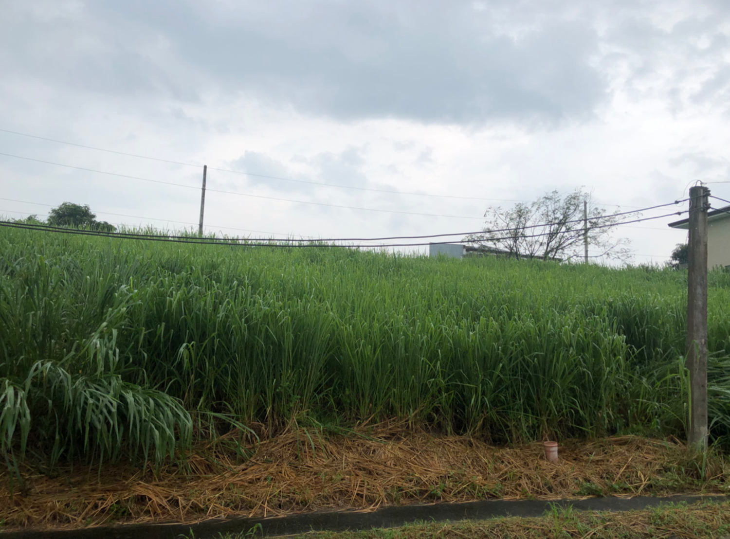 Land for Sale in Calamba City, Calabarzon for ₱4,350,000 | U2164012