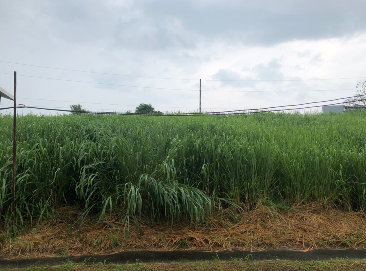 Land for Sale in Calamba City, Calabarzon for ₱4,350,000 | U2164012